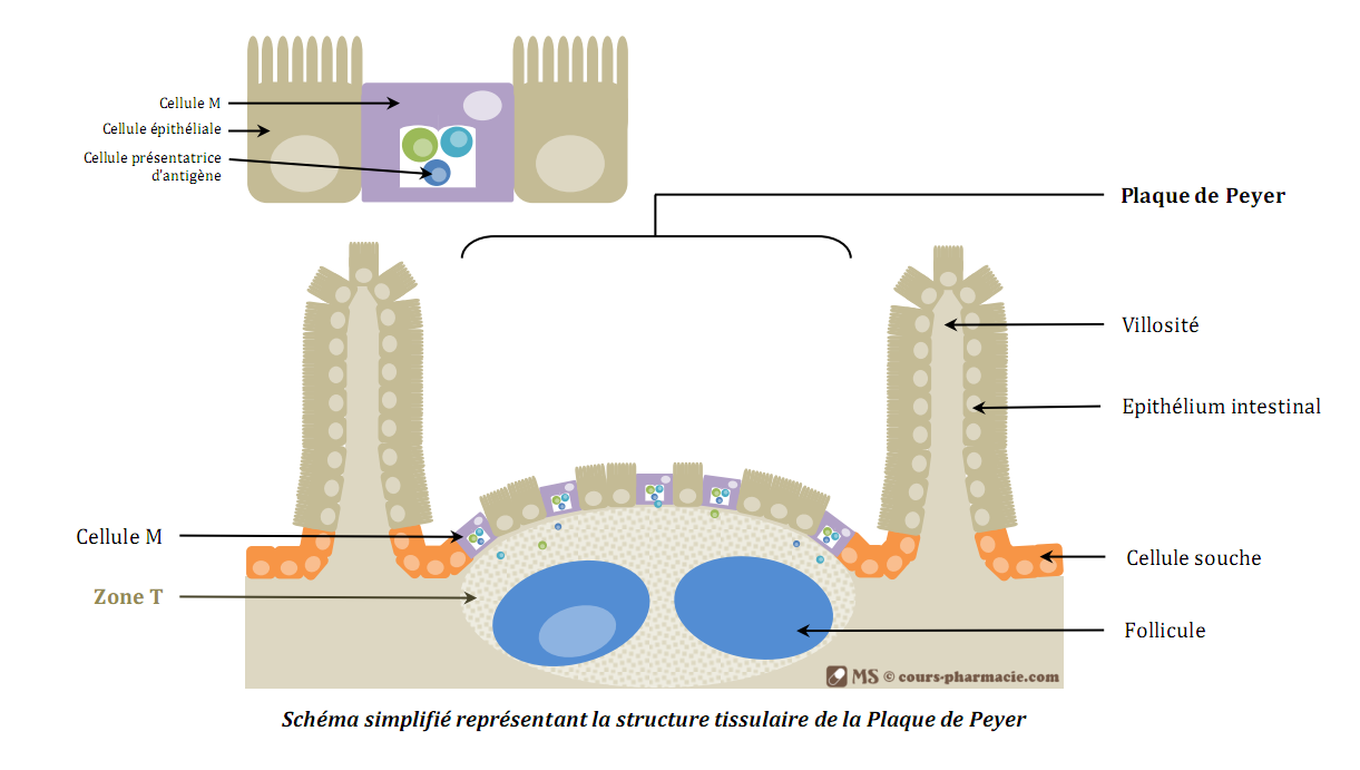 Les Cellules Immunitaires Et Les Organes Lympho des Cours Pharmacie Les Cellules Immunitaires Et Les Organes Lympho des Cours Pharmacie