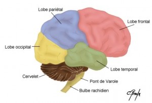 Système nerveux - Cours Pharmacie