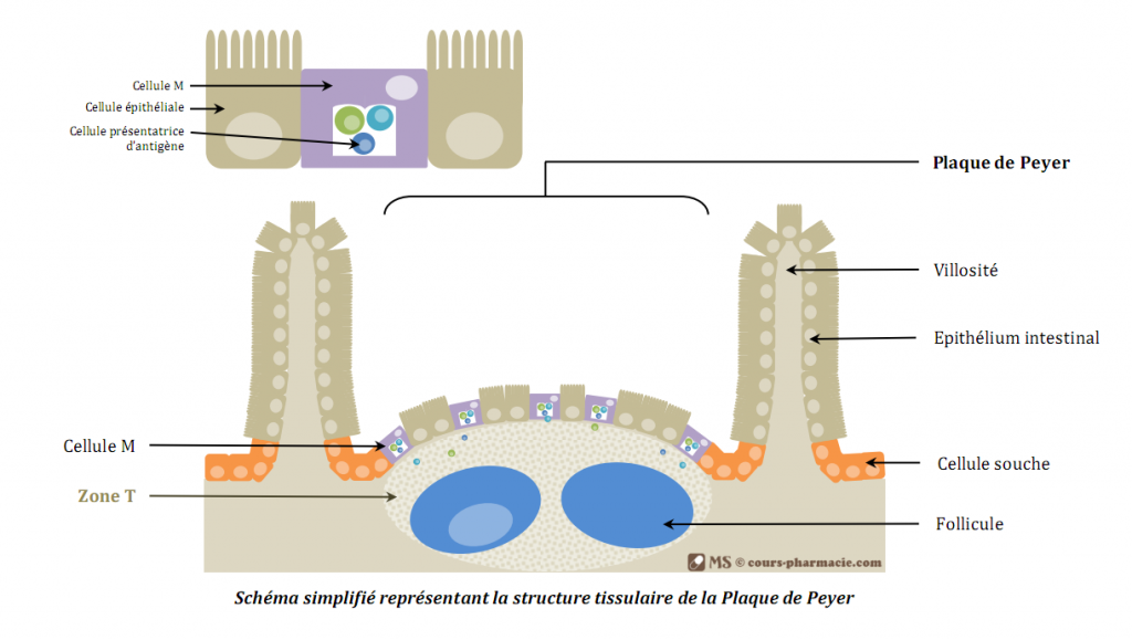 Les cellules immunitaires et les organes lymphoïdes - Cours Pharmacie