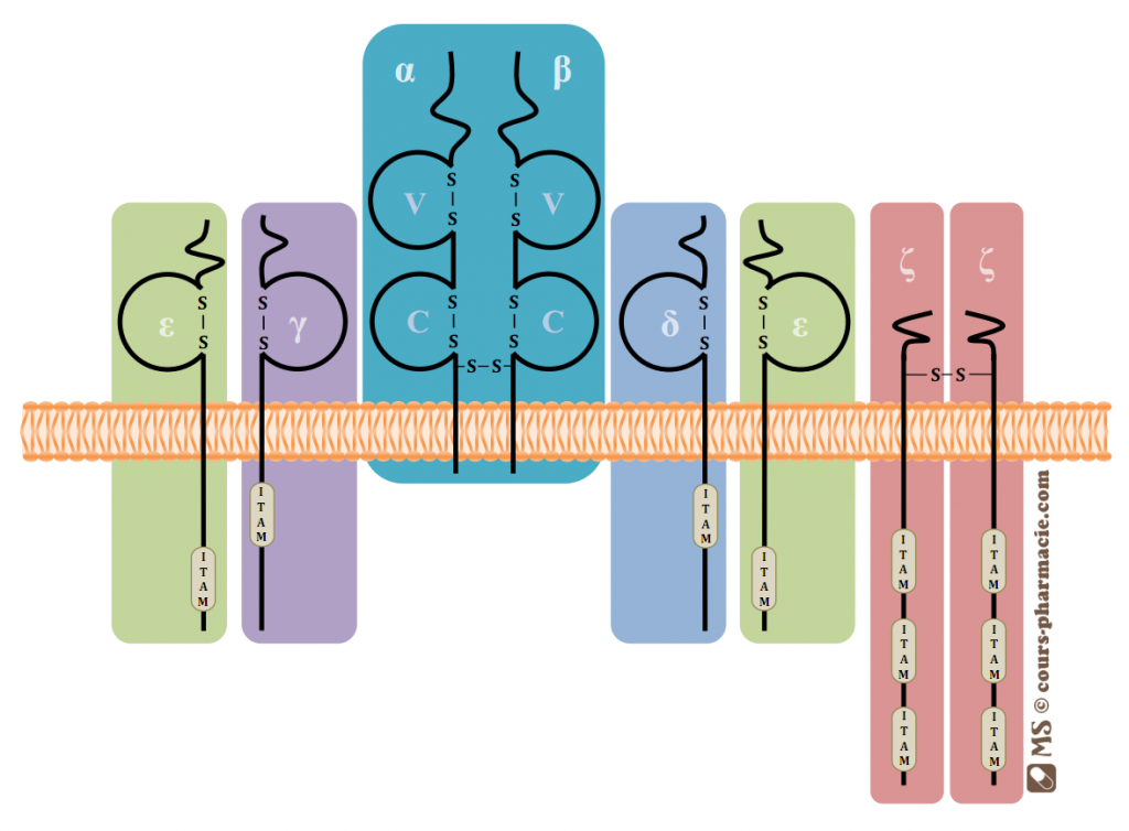 Les lymphocytes T - Cours Pharmacie